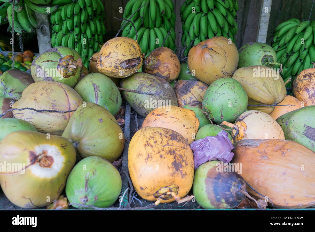 Close-up shot of multi-colored coconuts, with green bananas hanging in ...