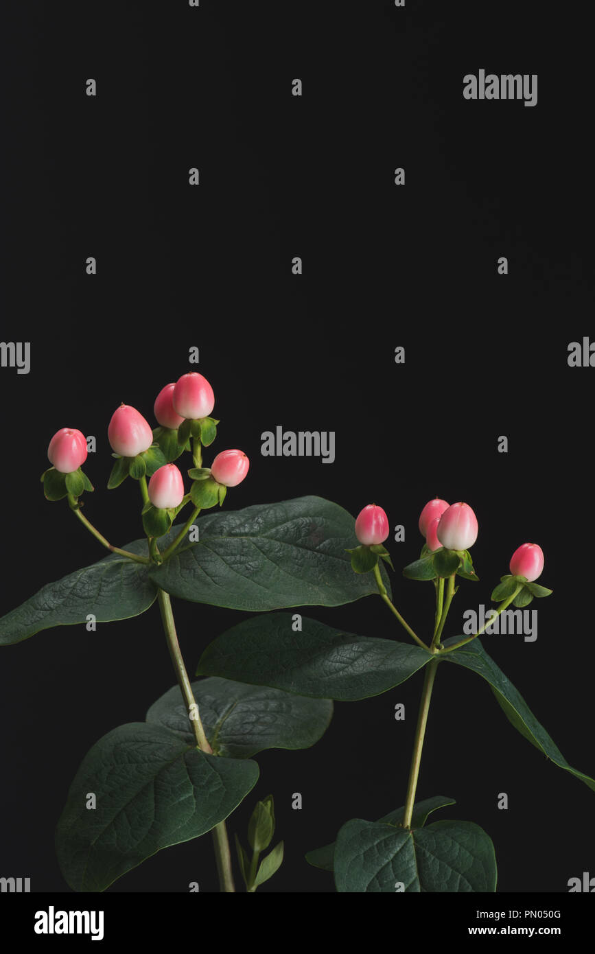 Close up view of plants with pink hypericum berries isolated on black ...