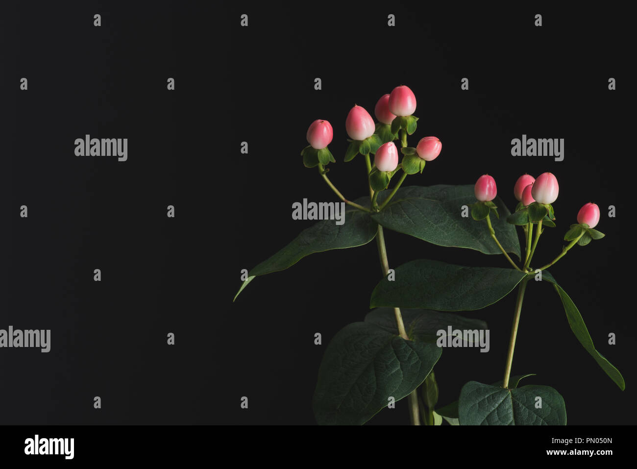 Hypericum berries hi-res stock photography and images - Alamy