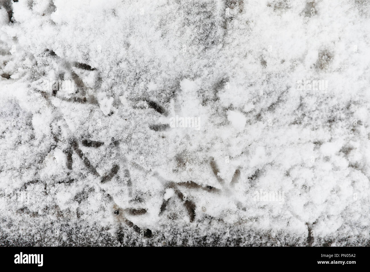 Footprints in the snow. Footprints on the first snow. Imprint of Stock ...