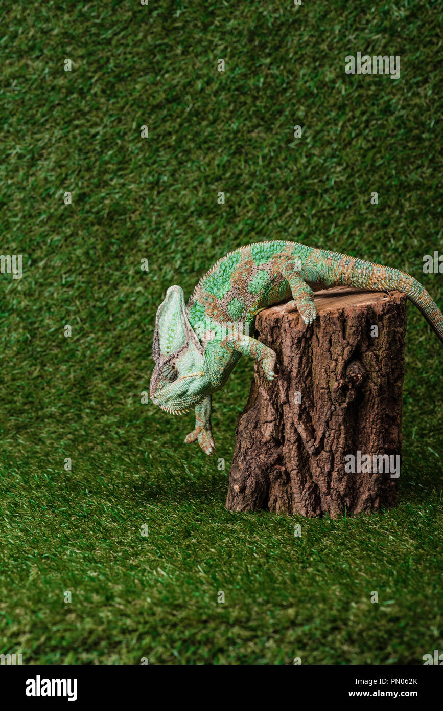 side view of beautiful colorful chameleon climbing down stump Stock ...