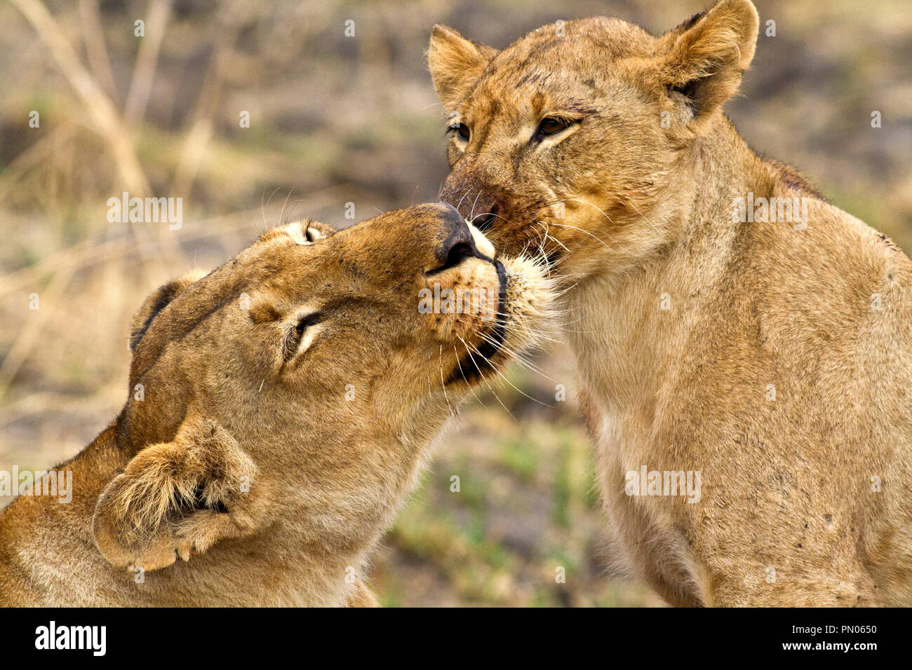 Lioness grooming cub hi-res stock photography and images - Alamy