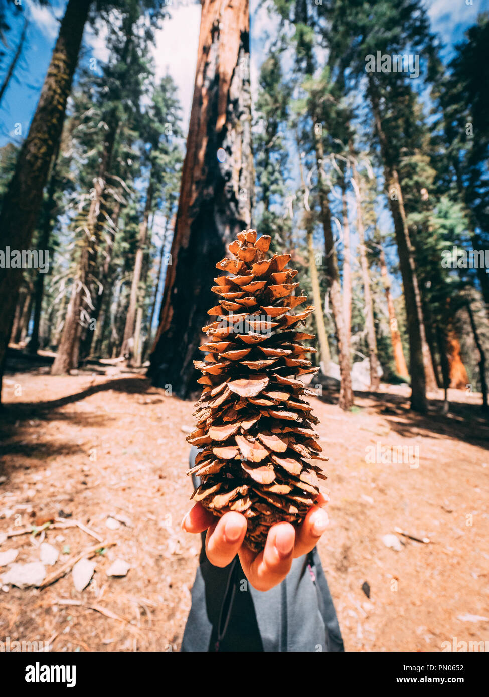 Pine resting on a stage of trees and rocks in the middle of giant ...