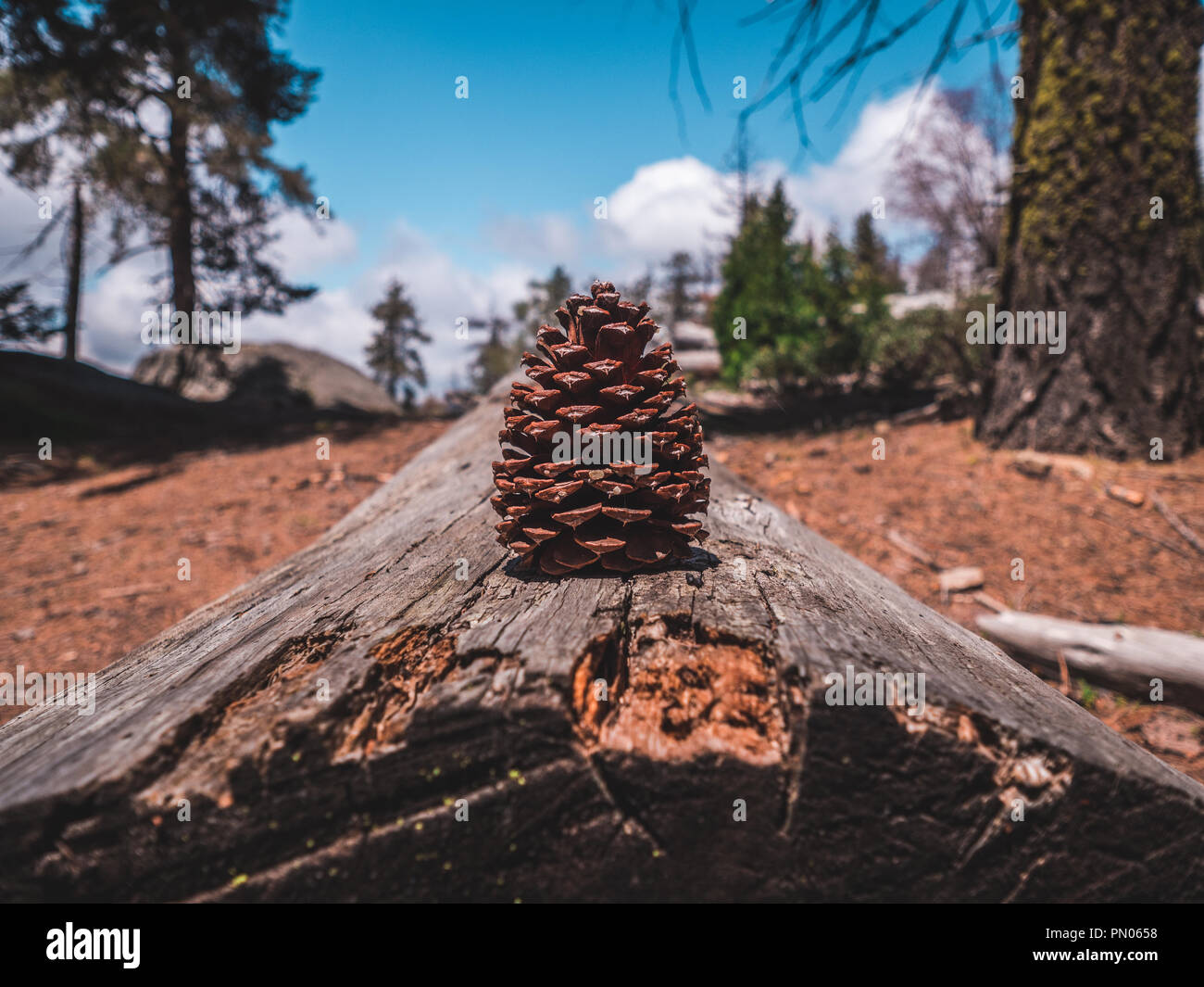 Pine resting on a stage of trees and rocks in the middle of giant ...