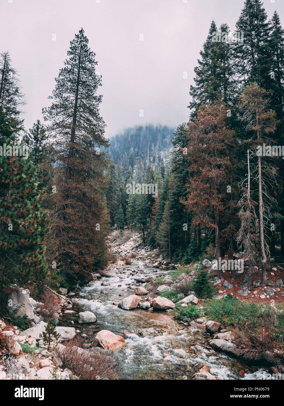 Amazing great trees that are imensly high and unbelievable wide Stock ...