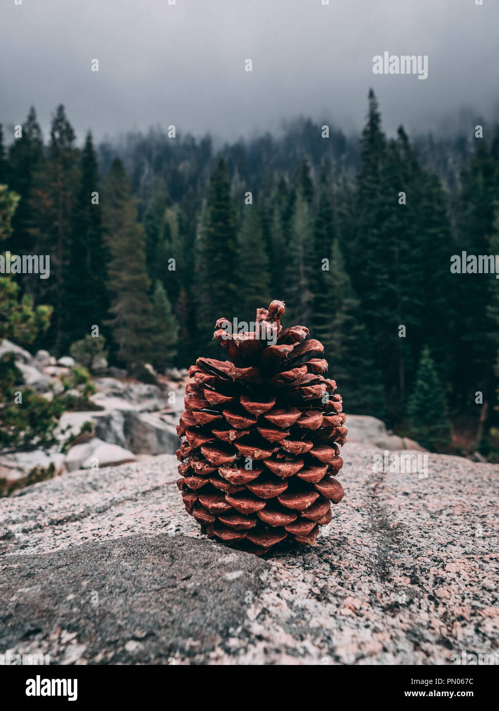 Pine resting on a stage of trees and rocks in the middle of giant ...
