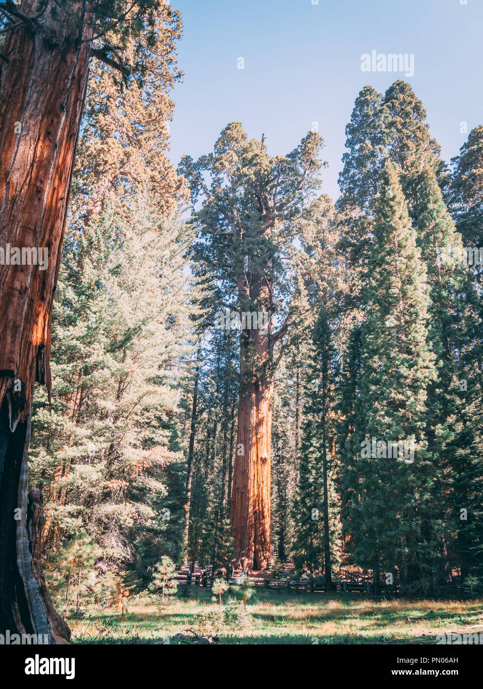 Amazing great trees that are imensly high and unbelievable wide Stock ...