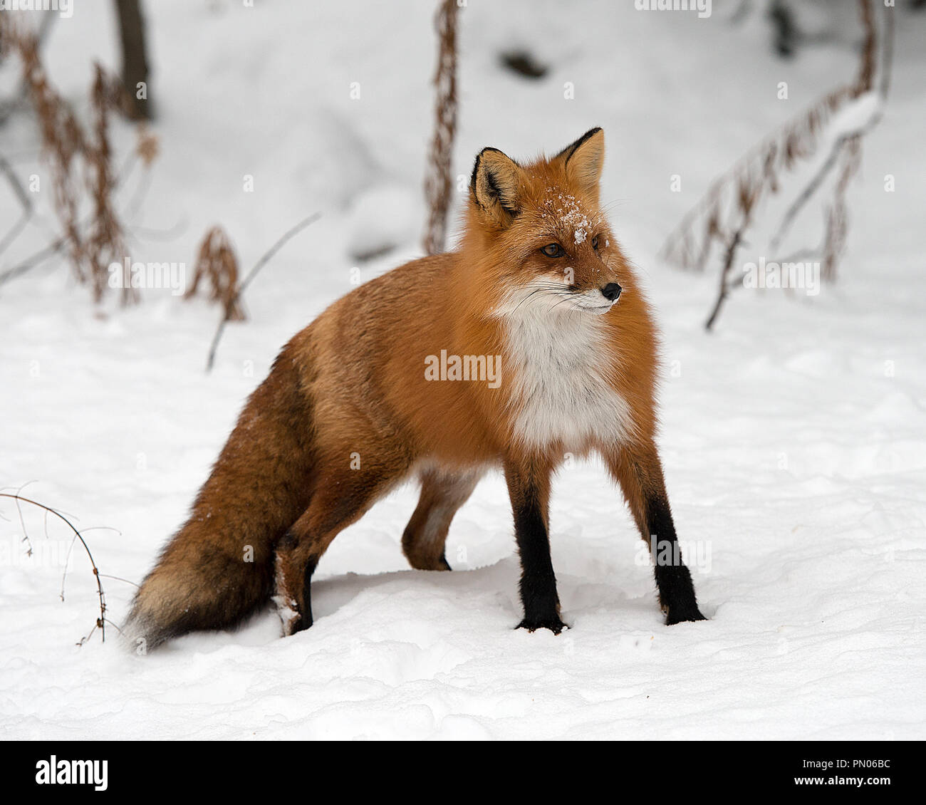 Fox red fox animal posters hi-res stock photography and images - Alamy