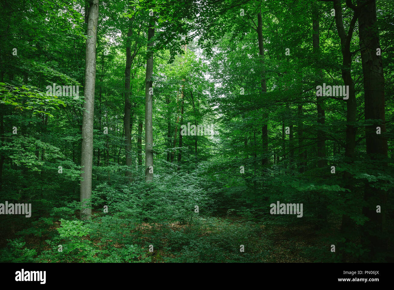 beautiful leafy trees in forest in Wurzburg, Germany Stock Photo - Alamy