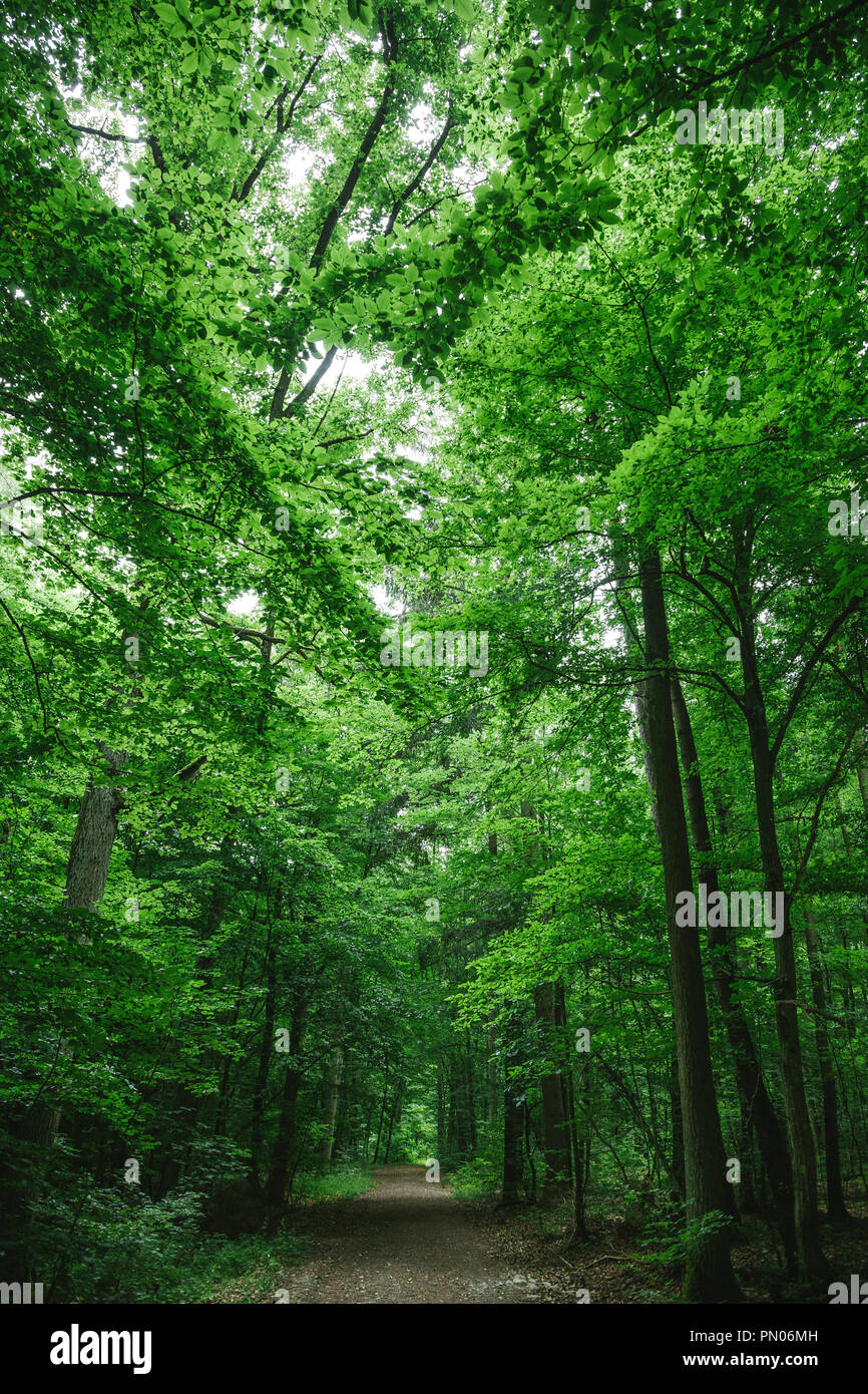 path in beautiful forest, trees with green leaves in Wurzburg, Germany ...