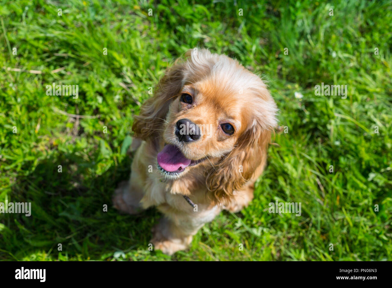 Golden show cocker spaniel hi-res stock photography and images - Alamy