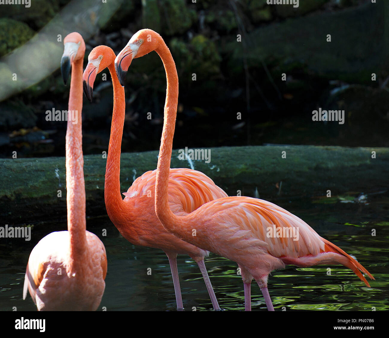 Flamingo trio hi-res stock photography and images - Alamy