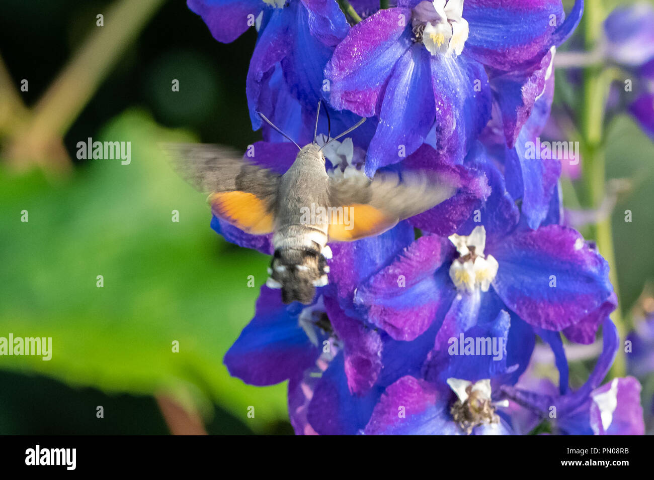 Hummingbird hawk-moth (Macroglossum stellatarum Stock Photo - Alamy