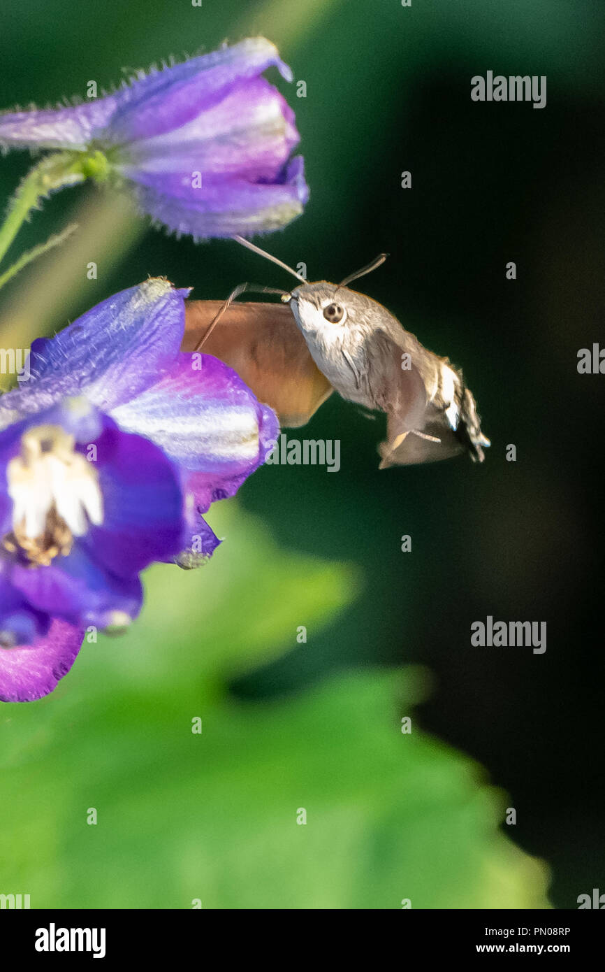 Hummingbird hawk-moth (Macroglossum stellatarum Stock Photo - Alamy