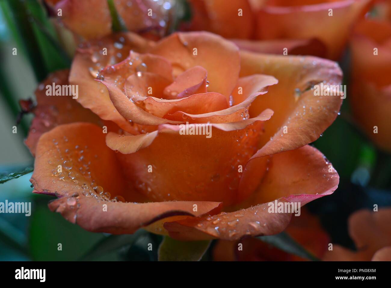 Coral patterns hi-res stock photography and images - Alamy