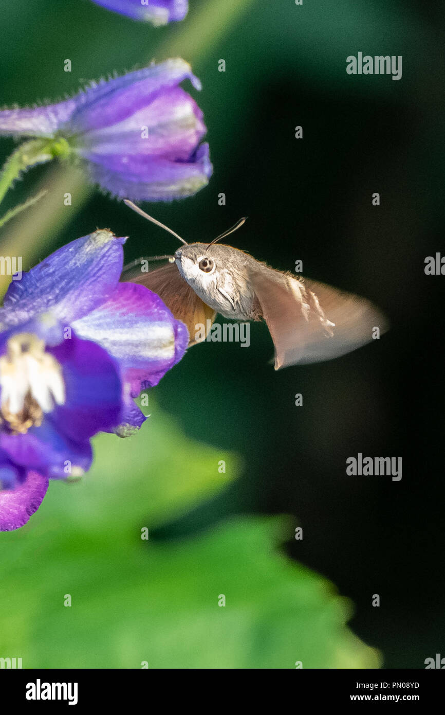 Hummingbird hawk-moth (Macroglossum stellatarum Stock Photo - Alamy