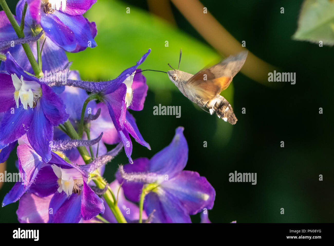 Hummingbird hawk-moth (Macroglossum stellatarum Stock Photo - Alamy