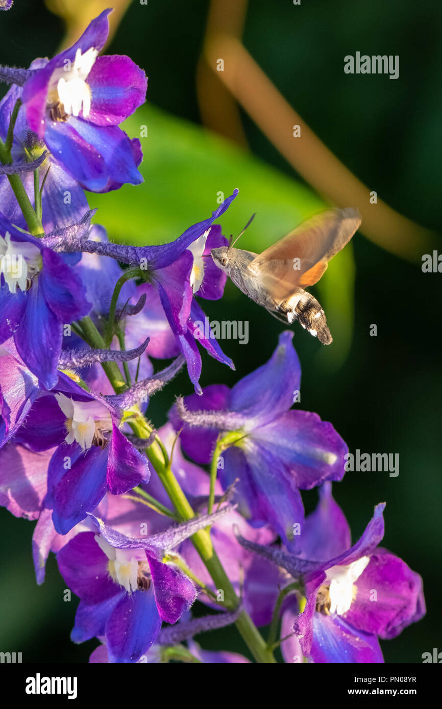 Hummingbird hawk-moth (Macroglossum stellatarum Stock Photo - Alamy
