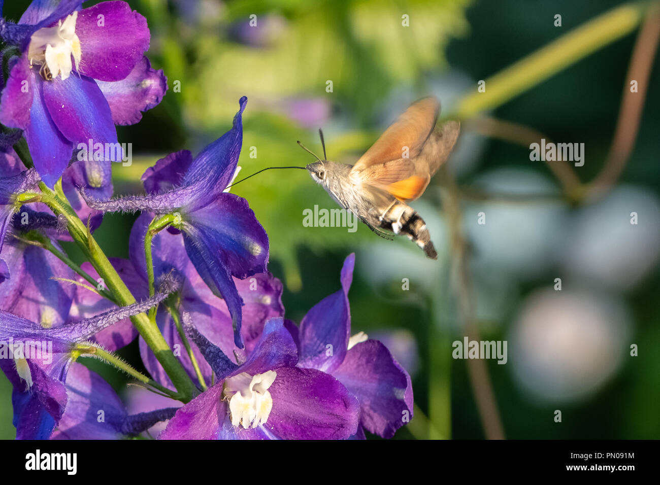 Hummingbird hawk-moth (Macroglossum stellatarum Stock Photo - Alamy