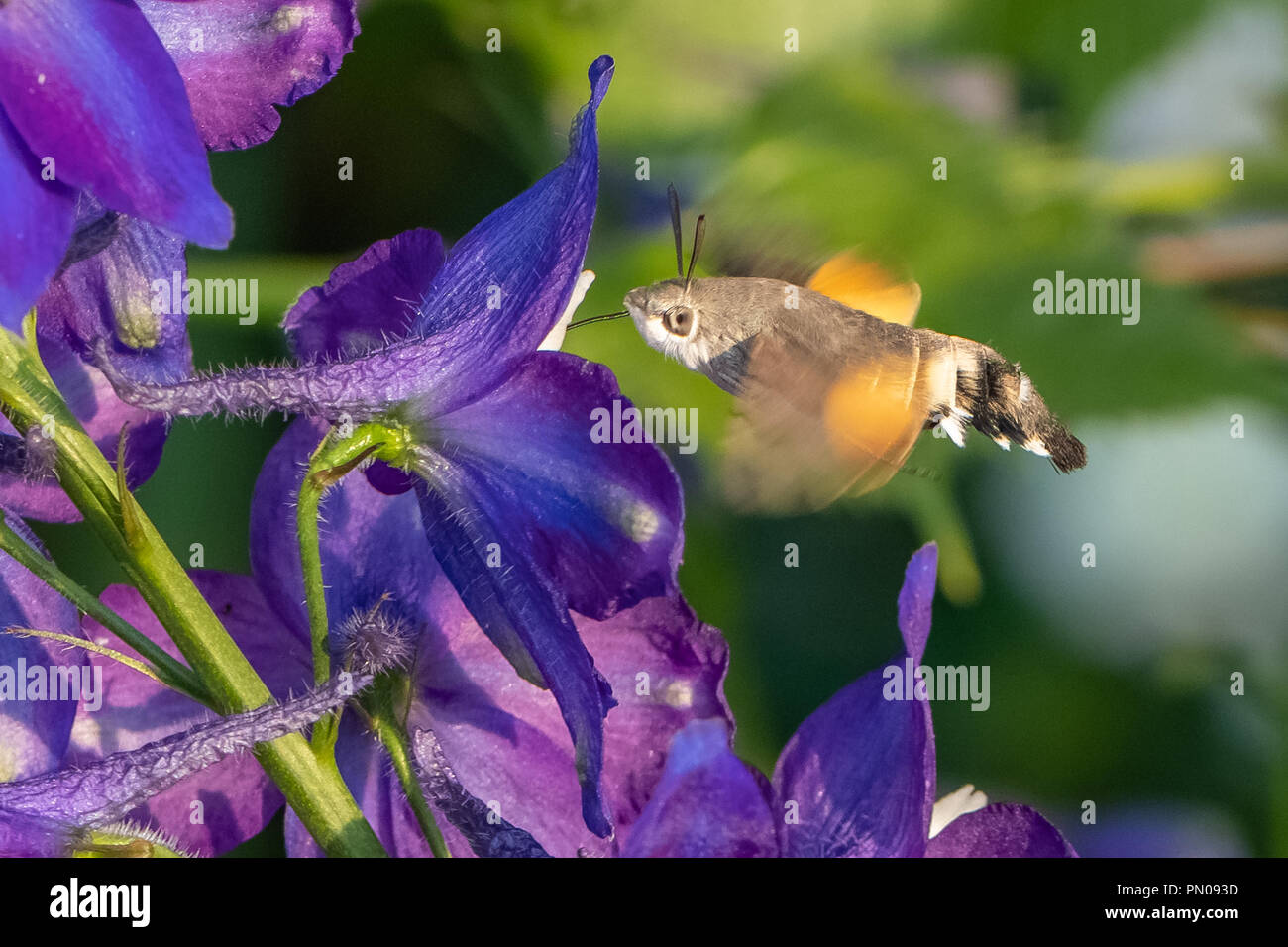 Hummingbird hawk-moth (Macroglossum stellatarum Stock Photo - Alamy