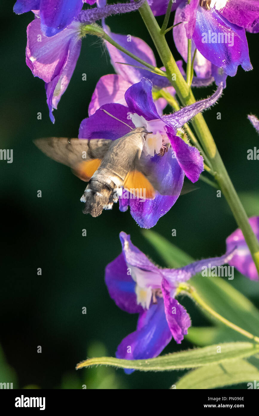 Hummingbird hawk-moth (Macroglossum stellatarum Stock Photo - Alamy
