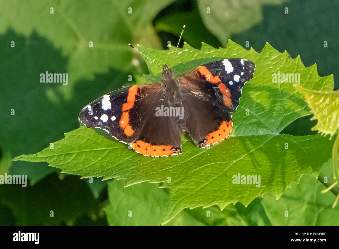 Vanessa atalanta , Red Admiral Butterfly on a green leaf Stock Photo ...