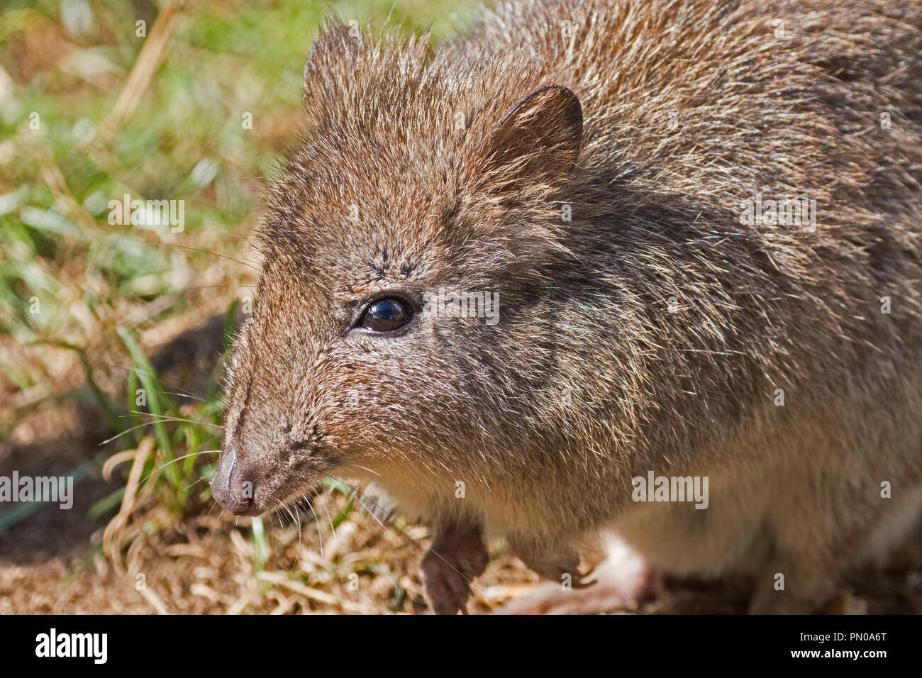 Long nosed potoroo potorous tridactylus hi-res stock photography and ...