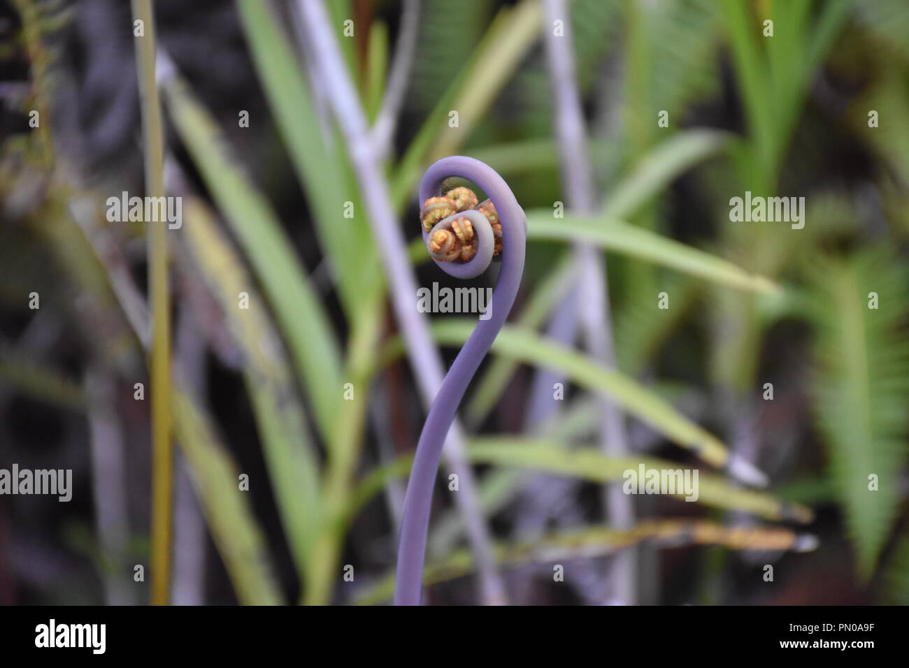 Hawaii plant hi-res stock photography and images - Alamy