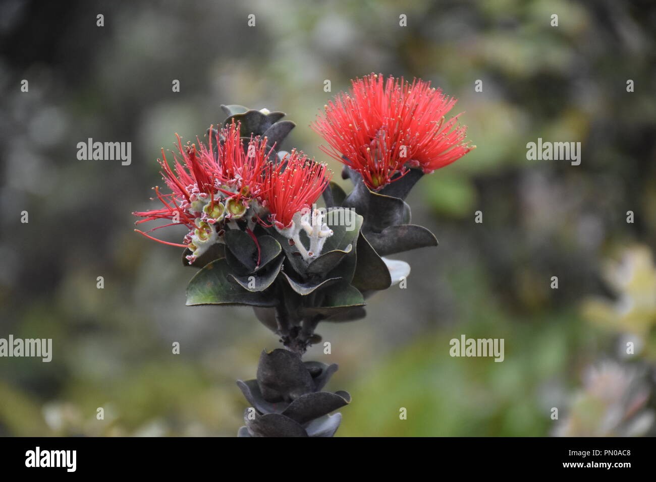 Pretty red ohia lehua hi-res stock photography and images - Alamy