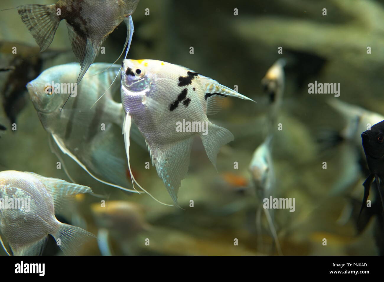 exotic sea and river fish swim in the Aquarium n Stock Photo - Alamy