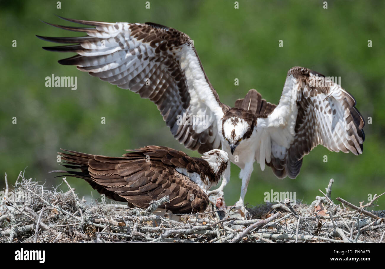 Osprey in Flight with chicks Stock Photo - Alamy