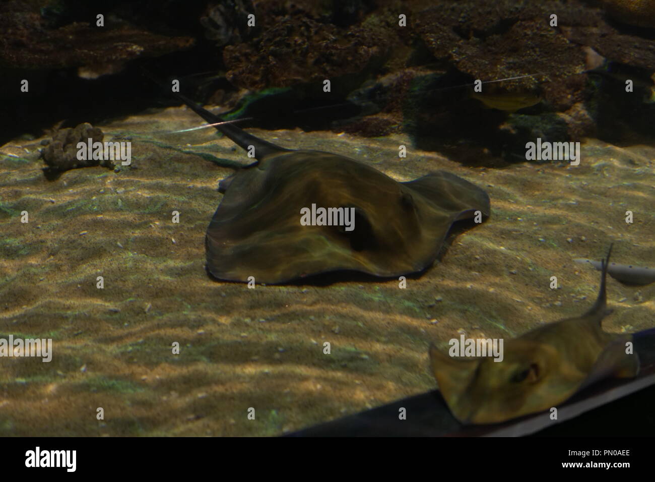 exotic sea and river fish swim in the Aquarium n Stock Photo - Alamy