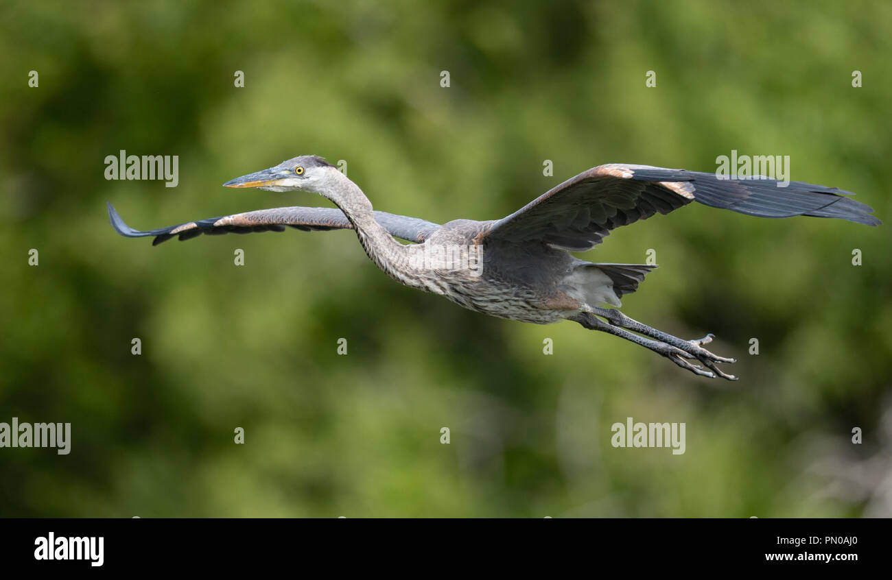 Great Blue Heron in Flight Stock Photo - Alamy