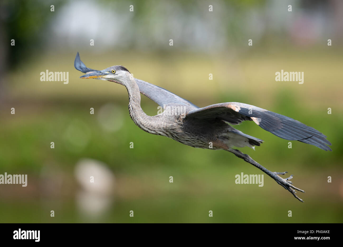 Great Blue Heron in Flight Stock Photo - Alamy