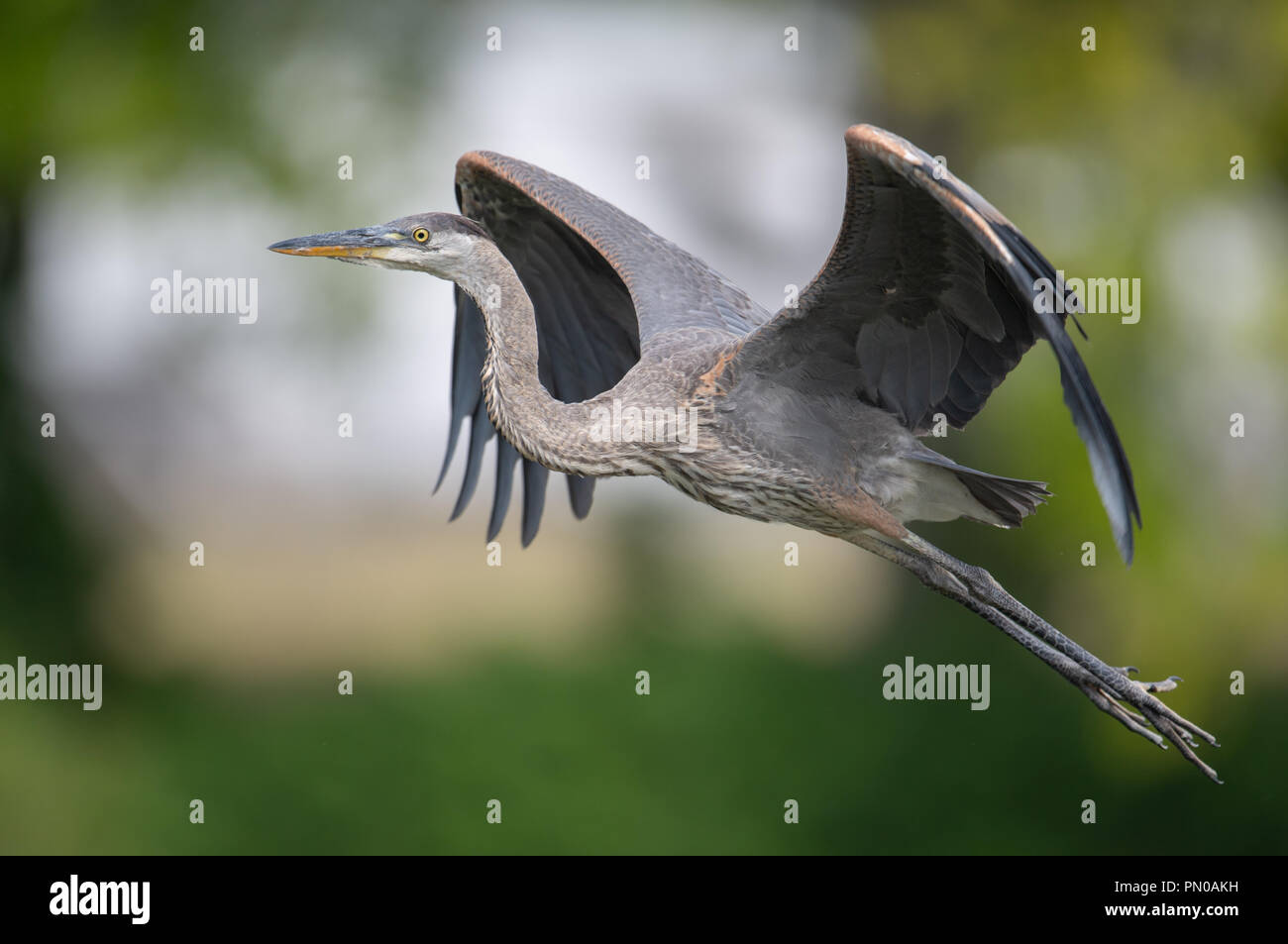 Great Blue Heron in Flight Stock Photo - Alamy