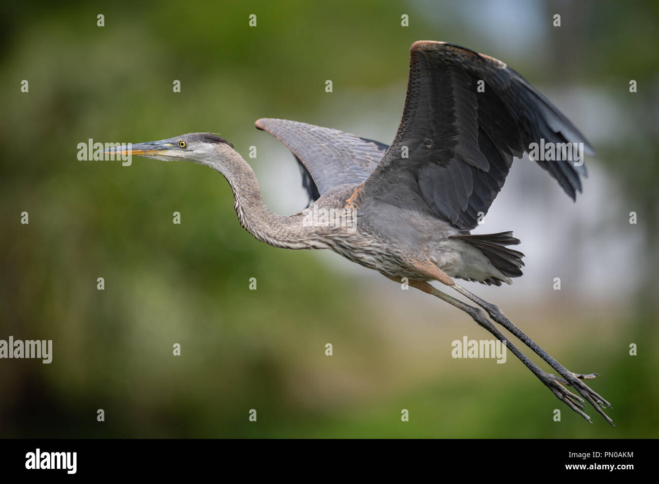 Great Blue Heron in Flight Stock Photo - Alamy