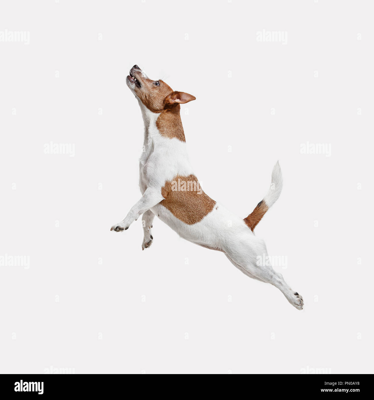 Jumping Jack Russell Poster A Small Dog Jack Russell Terrier In Red