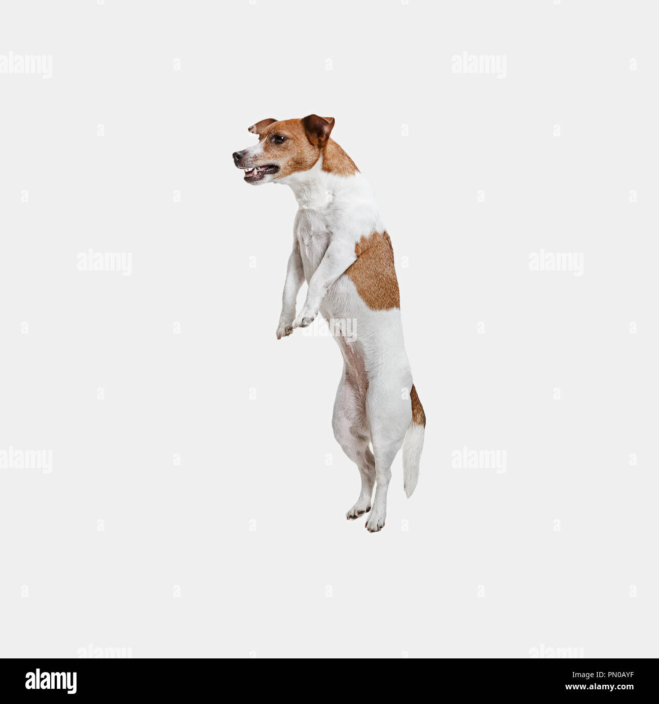 The jumping Jack Russell Terrier, isolated on white at studio Stock ...