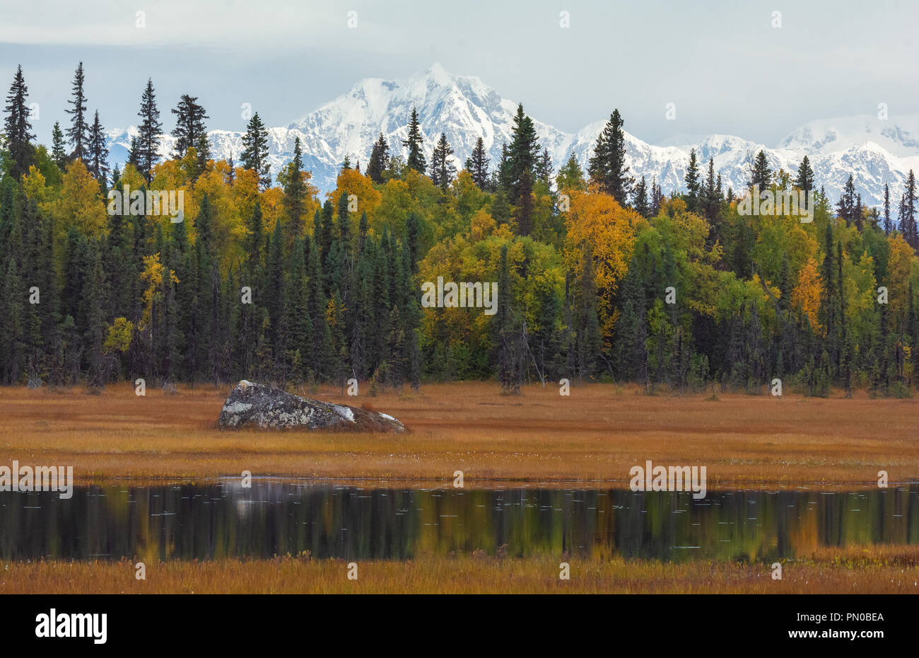 A single lichen covered boulder sticks out of a pond surrounded by ...