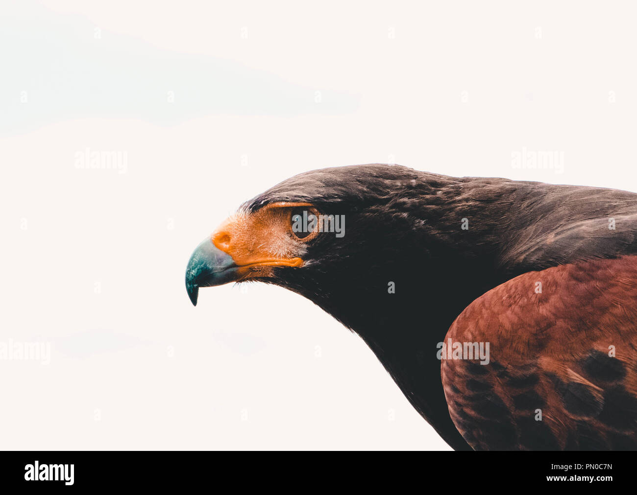 Pigeon hawk hi-res stock photography and images - Alamy