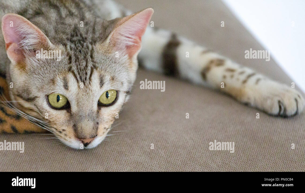 Close up view of beautiful male silver Bengal cat kitten portrait Stock ...