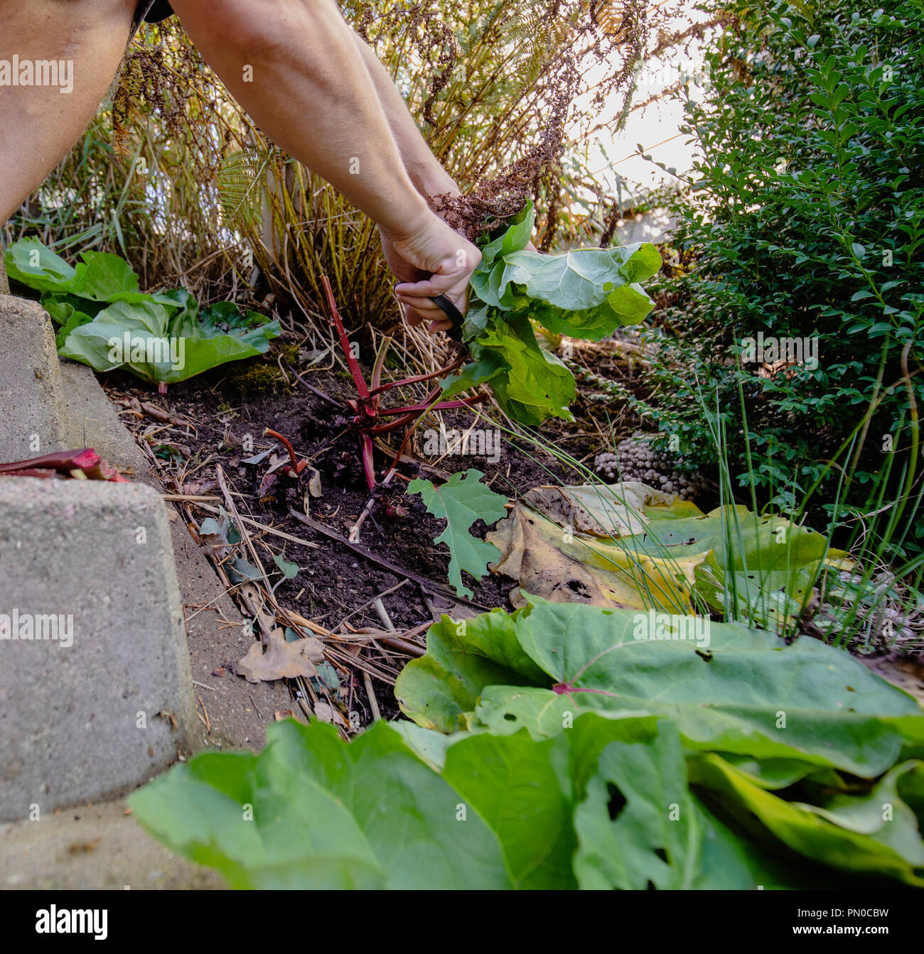 Adult person cutting and harvesting homegrown organic rhubarb Stock ...