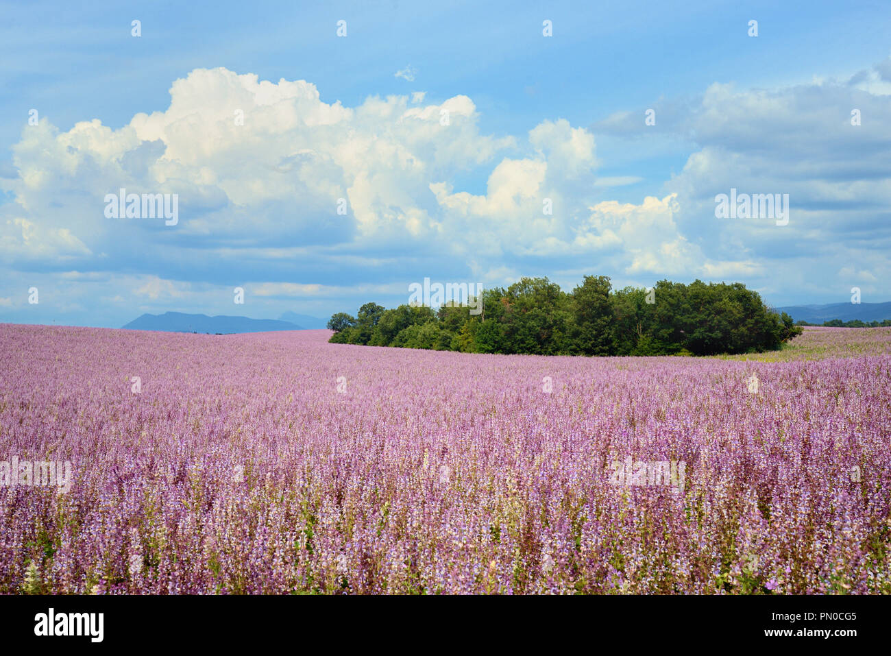 Field of Commercial Sage or Clary Sage, Salvia sclarea, on the ...