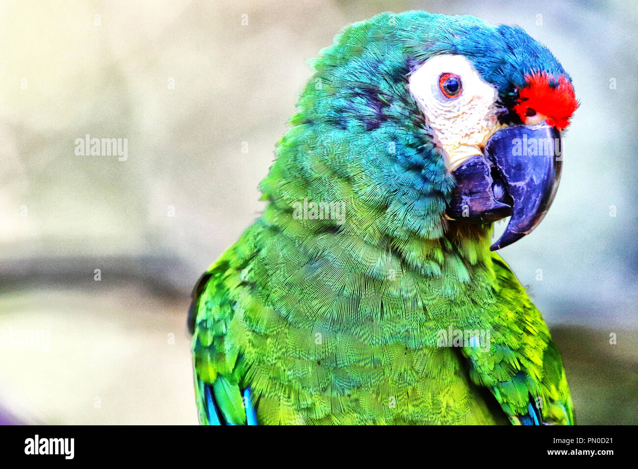 Parque des aves hi-res stock photography and images - Alamy