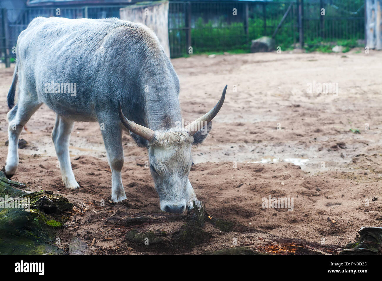 Grey and white bull sniffing sand in the yard Stock Photo - Alamy