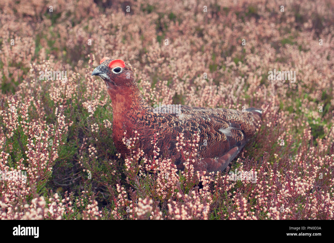 Grouse in heather Stock Photo - Alamy