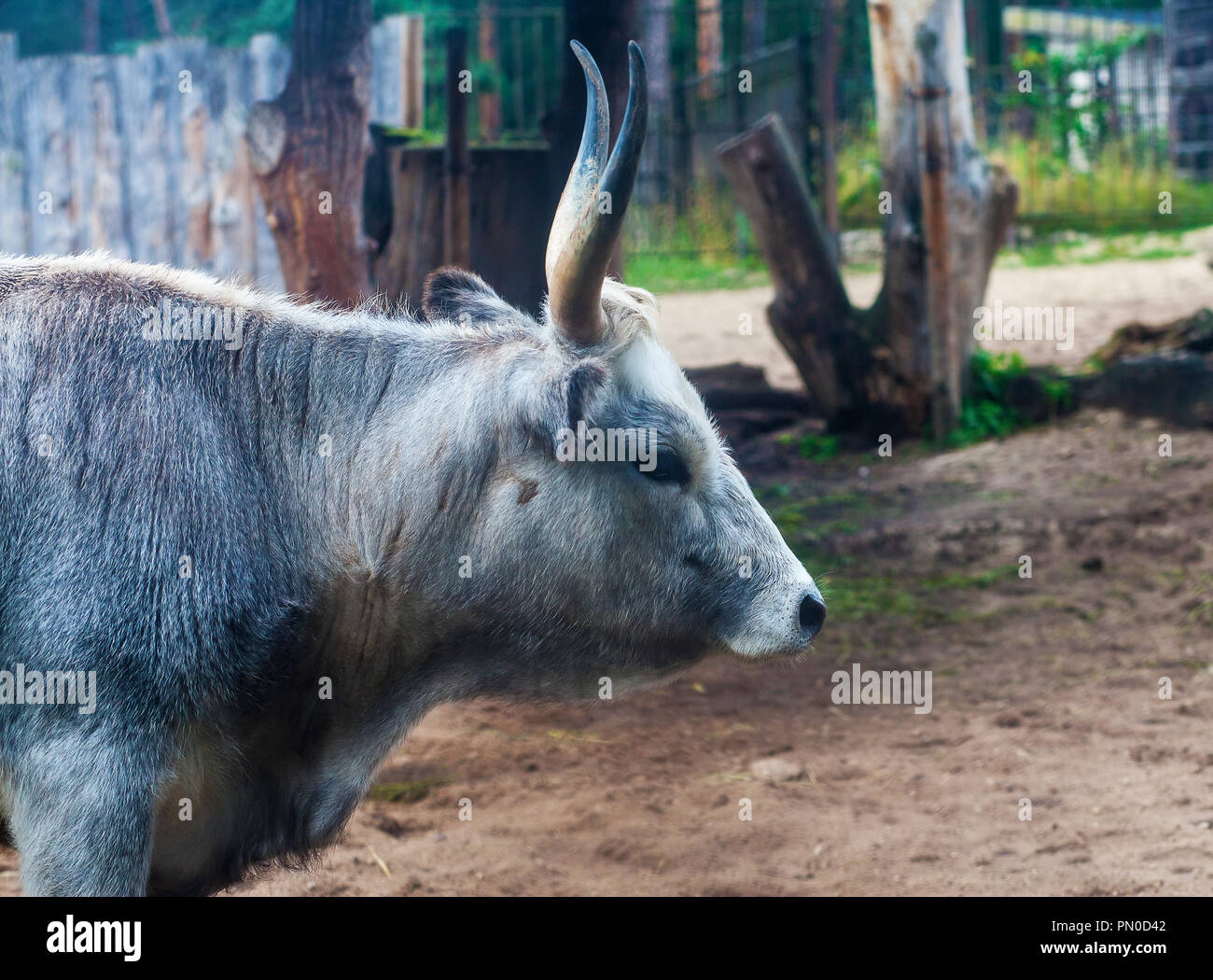 Bull head cattle yard hi-res stock photography and images - Alamy