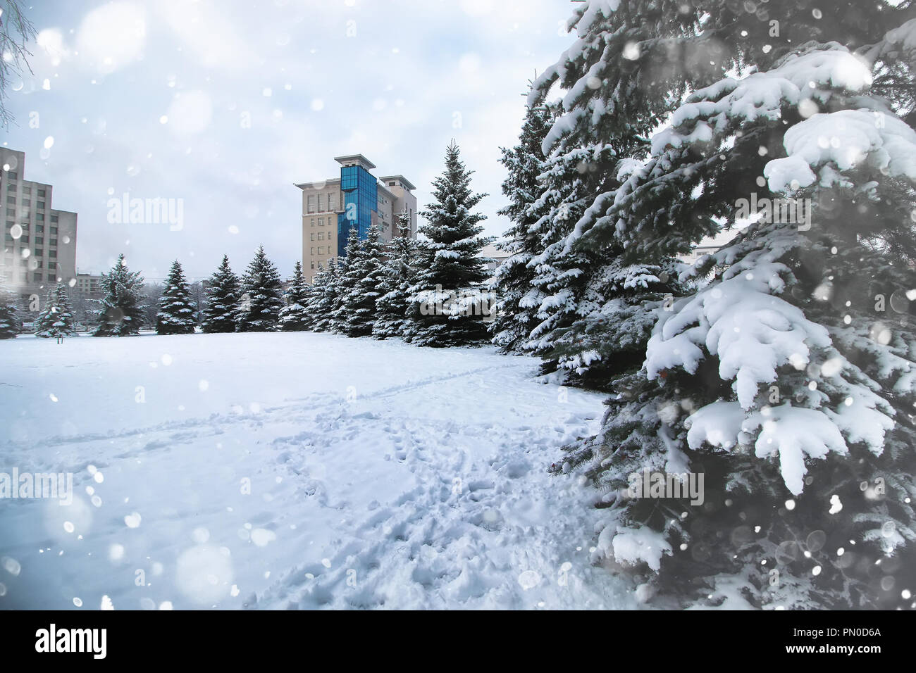 winter forest landscape sunlight and snow Stock Photo - Alamy