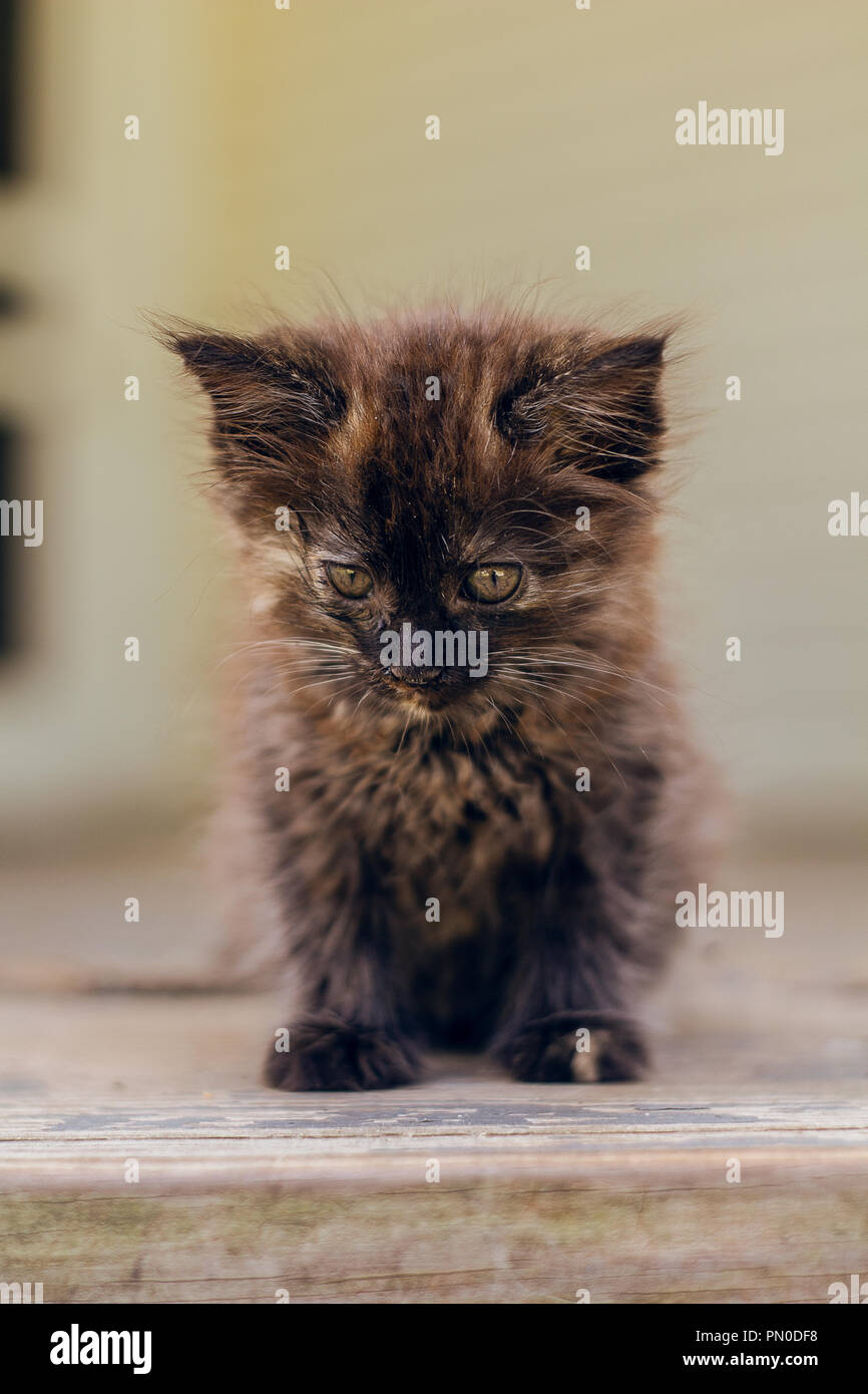 Indie cat hi-res stock photography and images - Alamy
