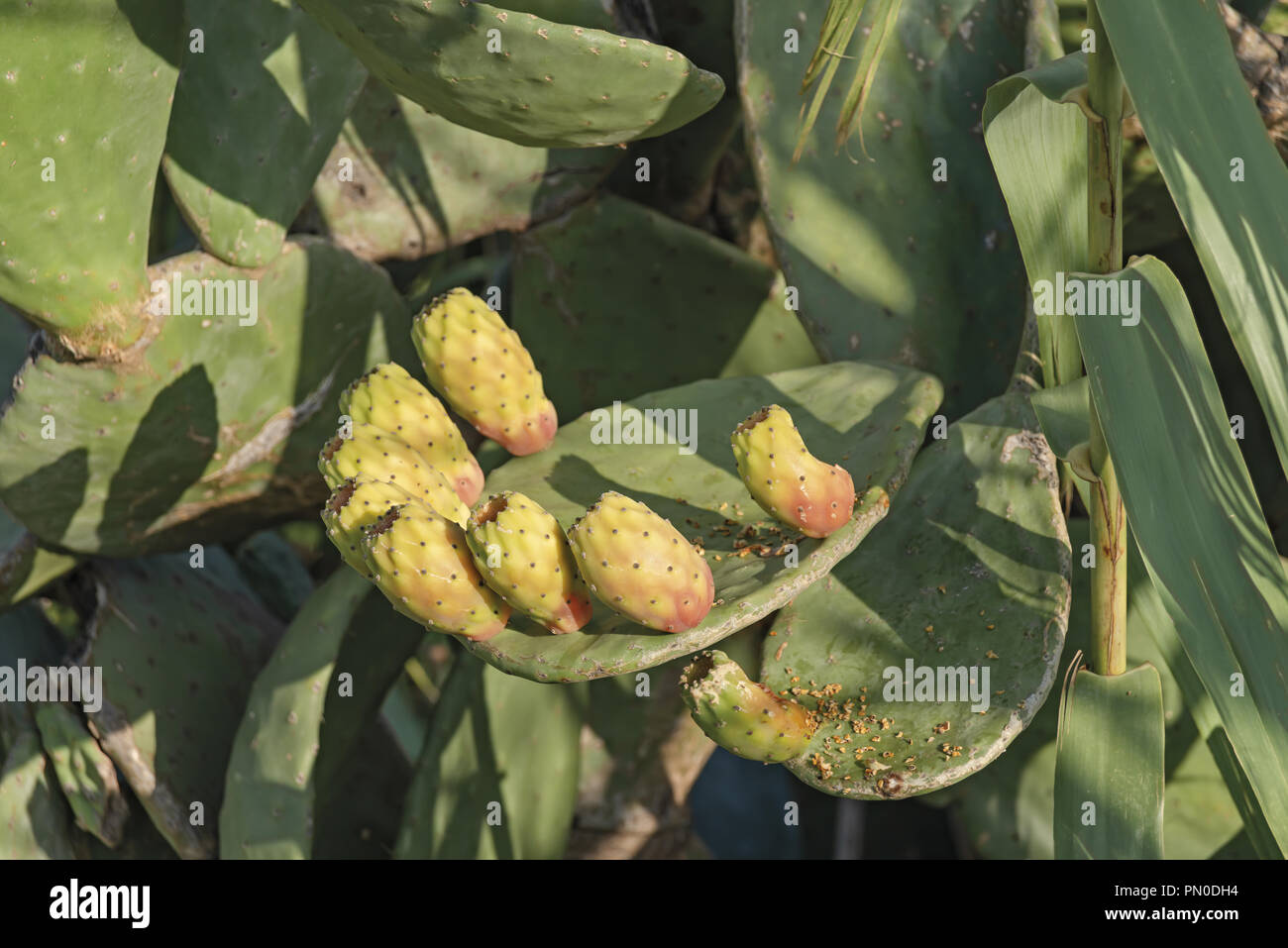 Pianta in calabria hi-res stock photography and images - Alamy